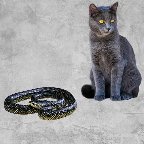 Snake & Cat Form Unlikely Bond - Strong River Valley Observer